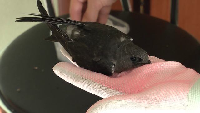 Полет стрижа.