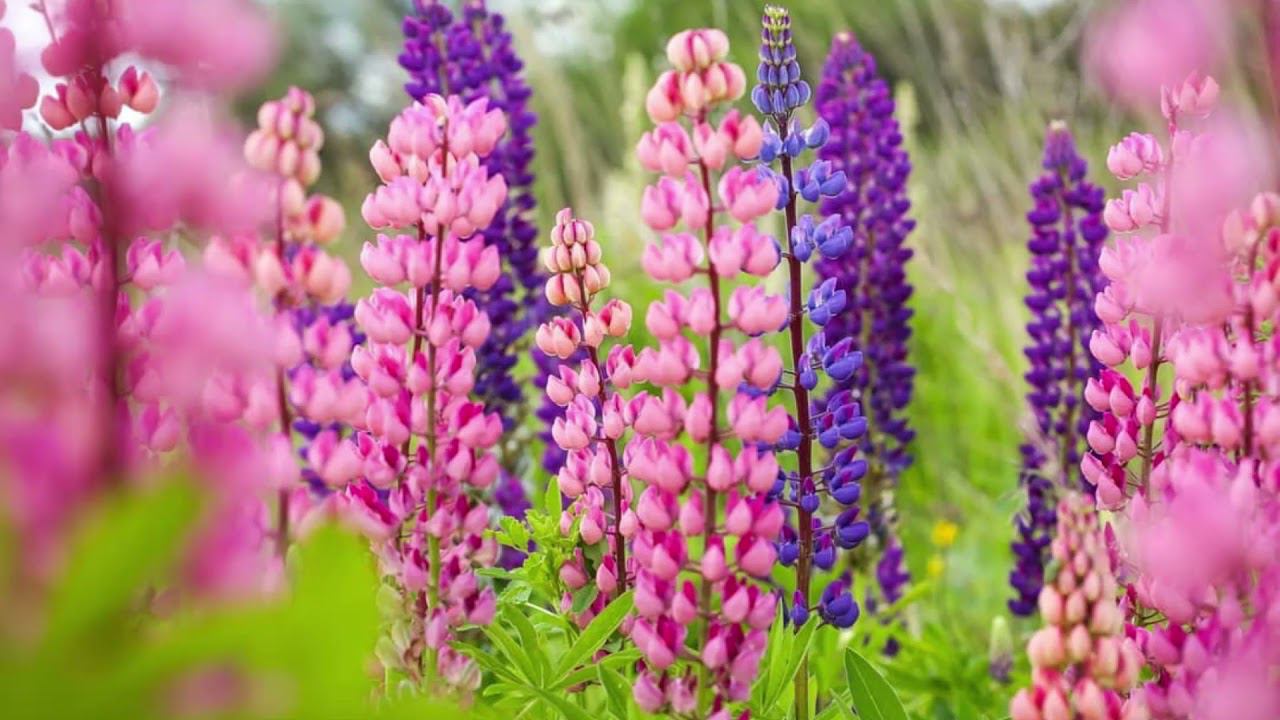 Задумчивая Русь