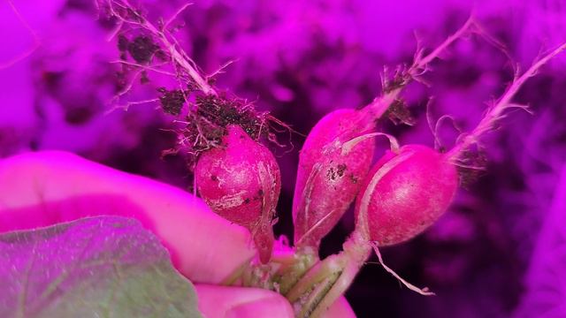 Редиска-бонус😅 8 мая