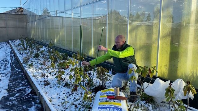 Как укрывать рододендроны