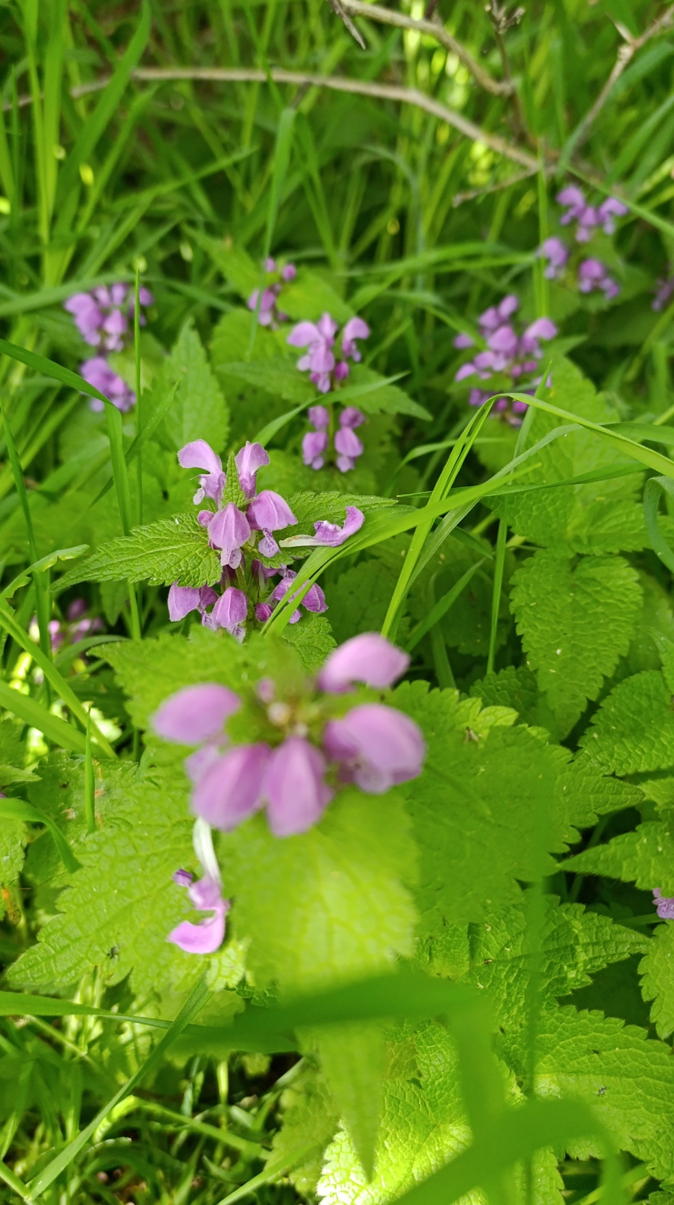 яснотка пурпурная - лечебная травка