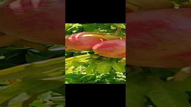 плоды гранат ?