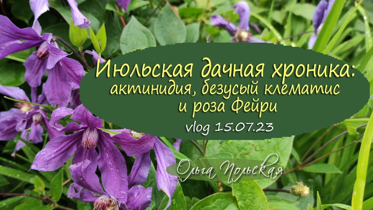 Актинидия, безусый клематис и роза Фейри | Vlog Дача как есть, хроника 15.07.2023