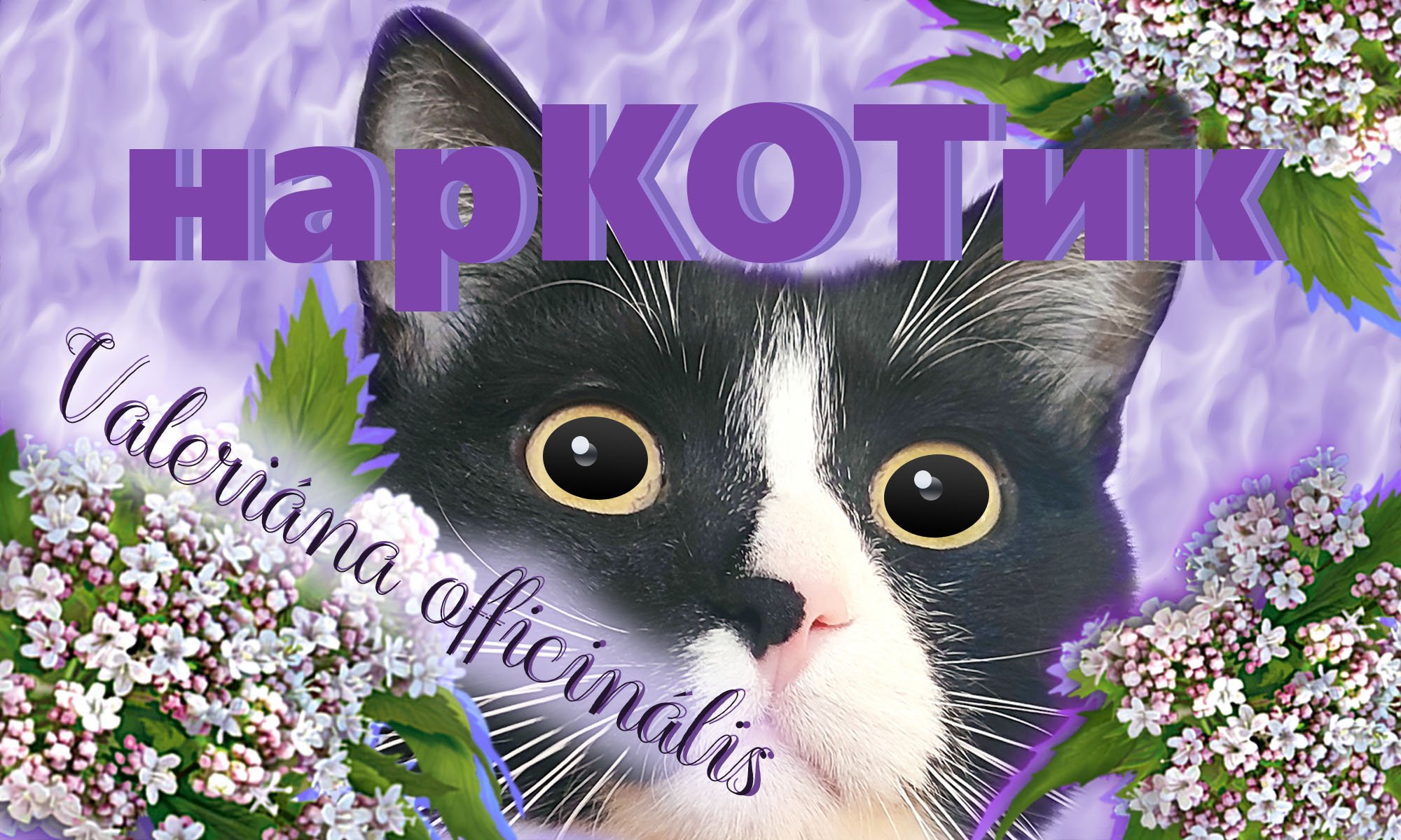Валериановый кот / Кот ест корень валерианы / Cat & valerian