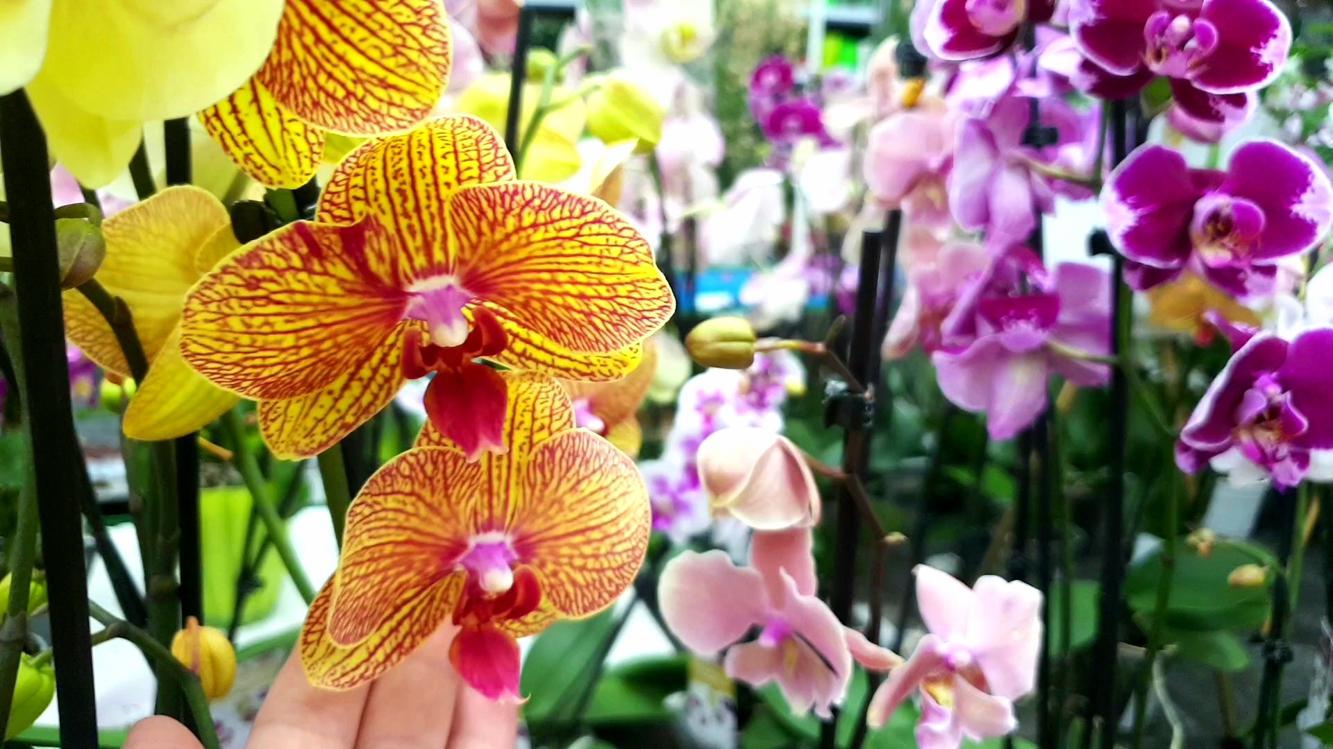 ?☃️БАУЦЕНТР?Невероятная Красота?Видео Для Хорошего Настроения⚘?❤