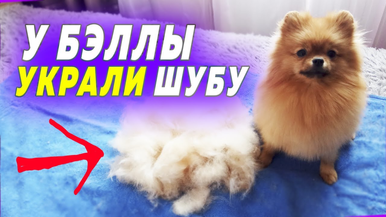 Щенкам шпица 46 дней. Бэллу не узнать. Линька шпица после родов. Уход за шпицем. Корм для щенков