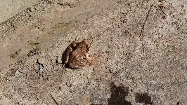 Лягушонок сидел в жаркой теплице,отпустили на волю.?☀️?