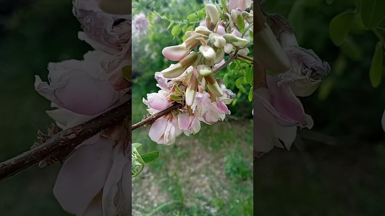 Цветы акации для общения и плодородия.