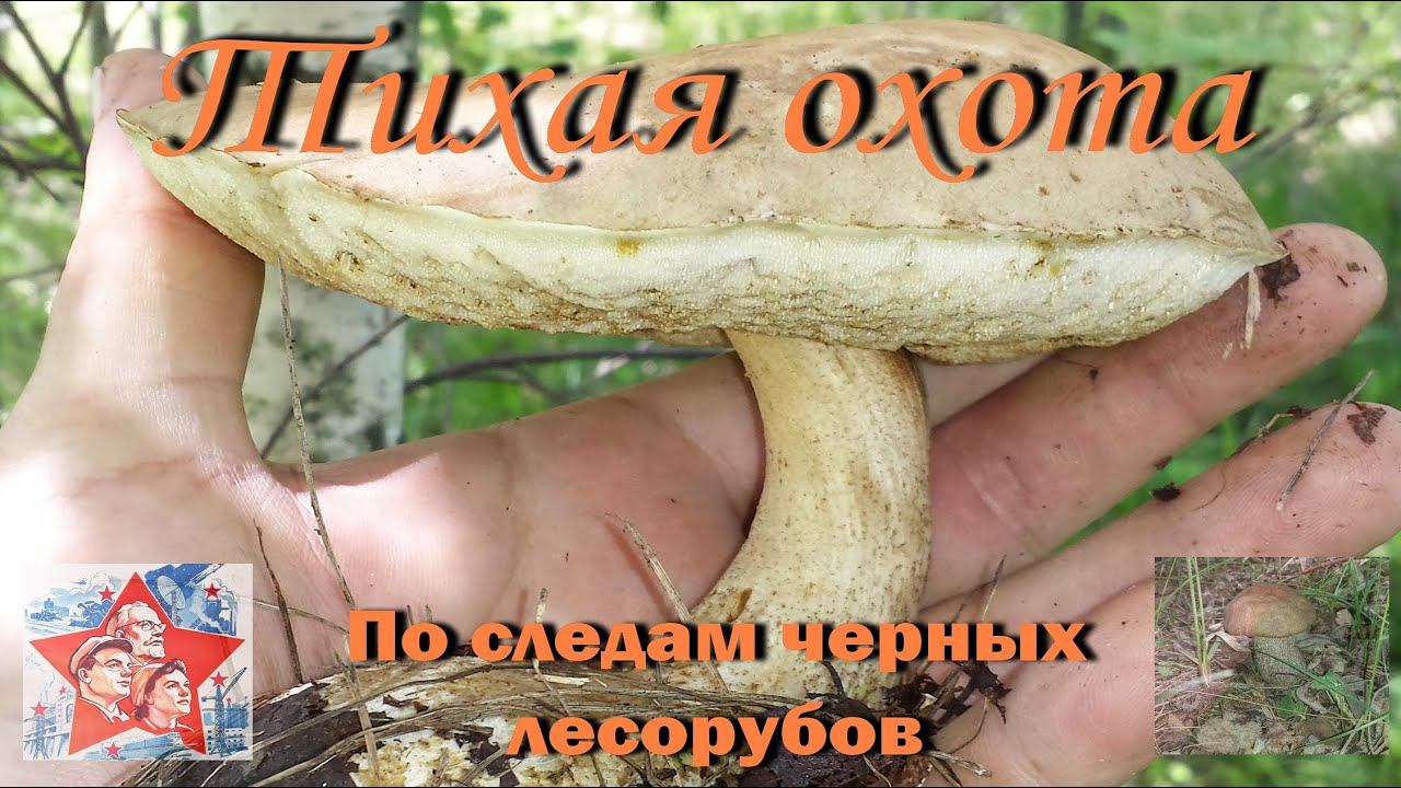 Грибы. По следам черных лесорубов. Тихая охота. 08.06.2016 Архив