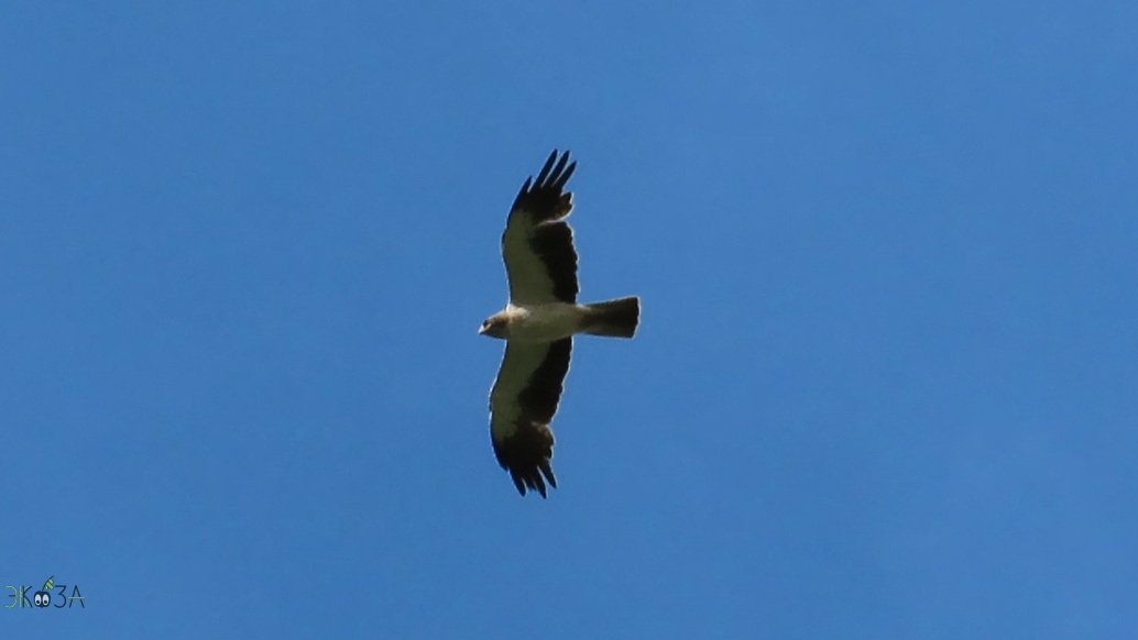 Хищная птица - орел-карлик