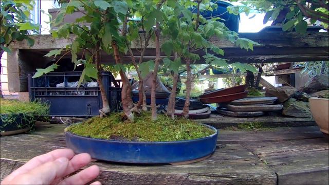 Бонсай лето  озвучка 3 часть 2024 год