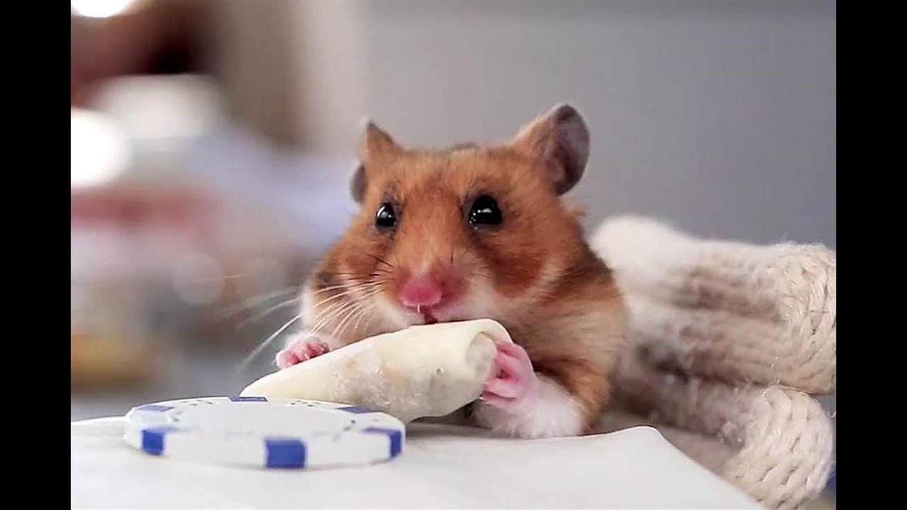 Хомяк и фокусы с салфеткой.