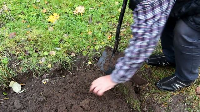 Когда и как правильно сажать малину.mp4