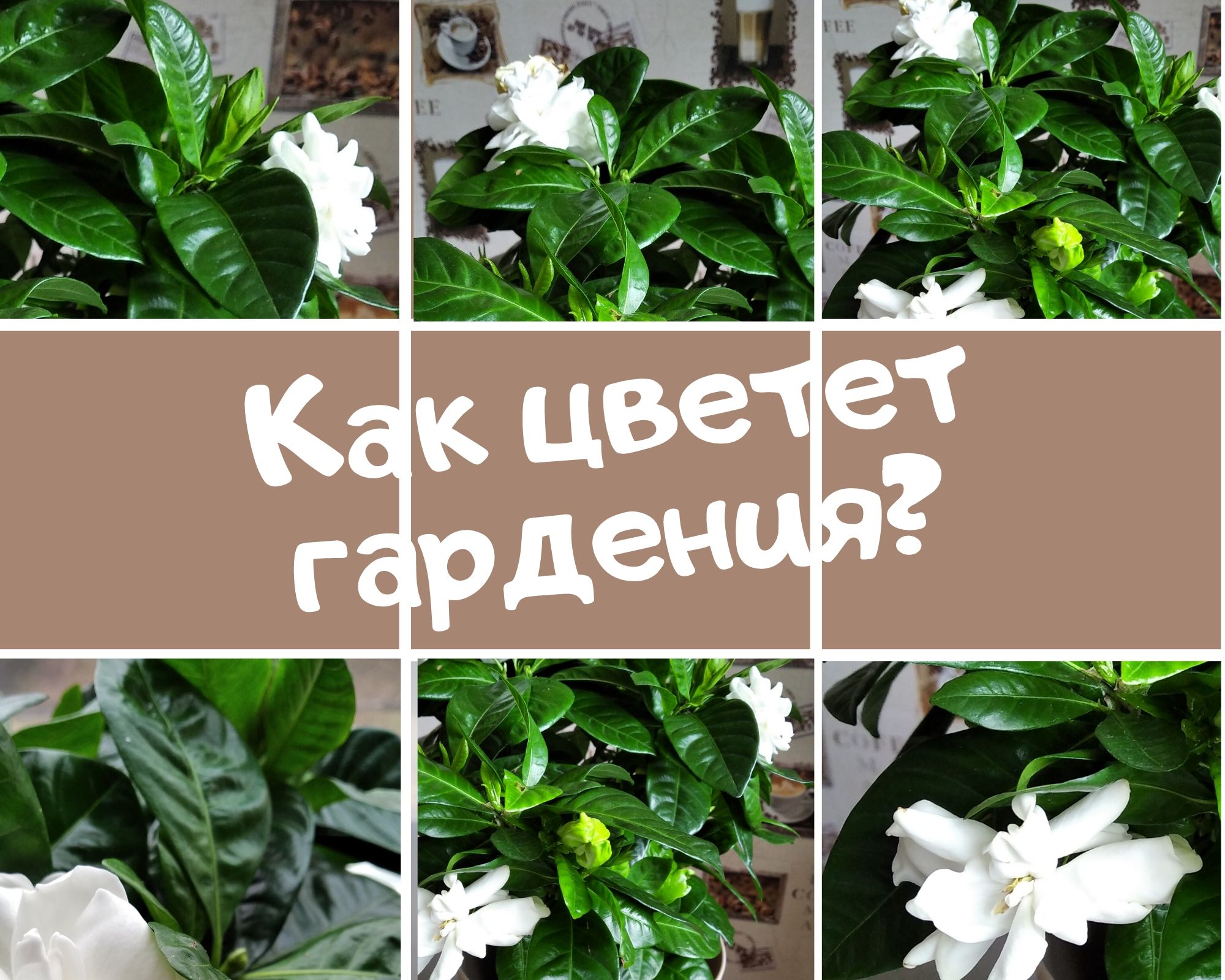 Как цветет гардения. Основные стадии раскрытия цветка.