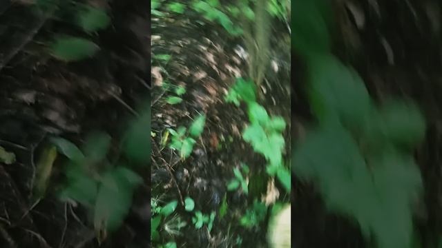 Собираем грибы в Тульской области ??