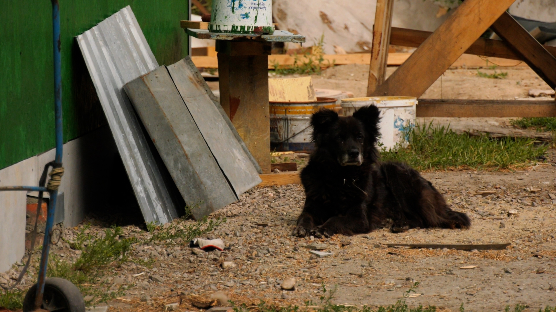 Международный день бездомных животных. Об успехах шадринских зооволонтёров