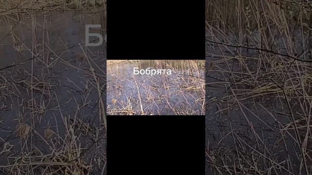 Маленькие бобрики Свислочь #shorts