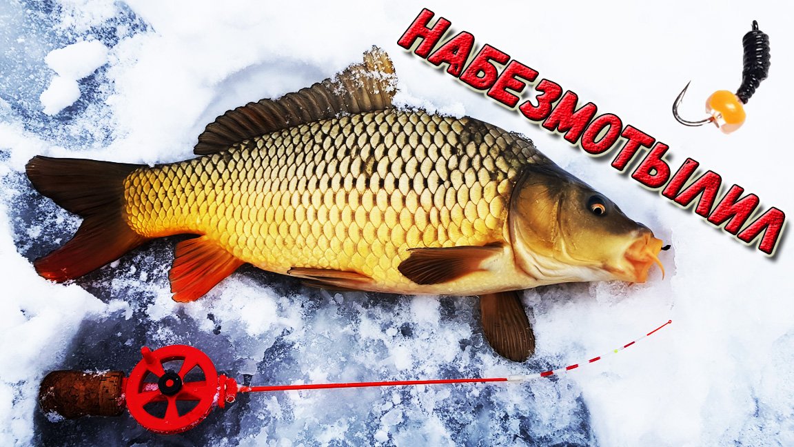 Карп на безмотылку зимой - платная рыбалка в Подмосковье
