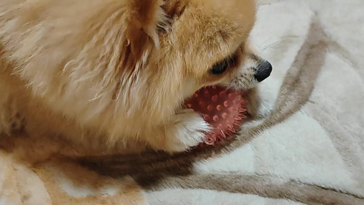 Арчи НЕрычун & Фокс рекетир