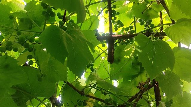 Виноград на арке. Виноград средняя полоса России. Виноград на даче.