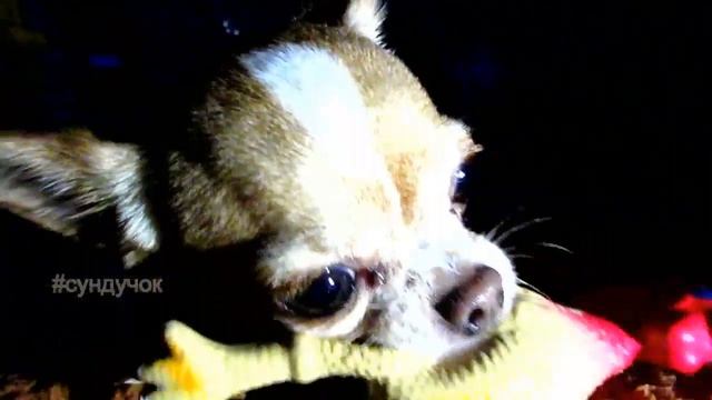 Мини чихуахуа. Нюрка принимает резиновую курицу за щенка. Нюра звезда ютуба. Деловая собака..mp4