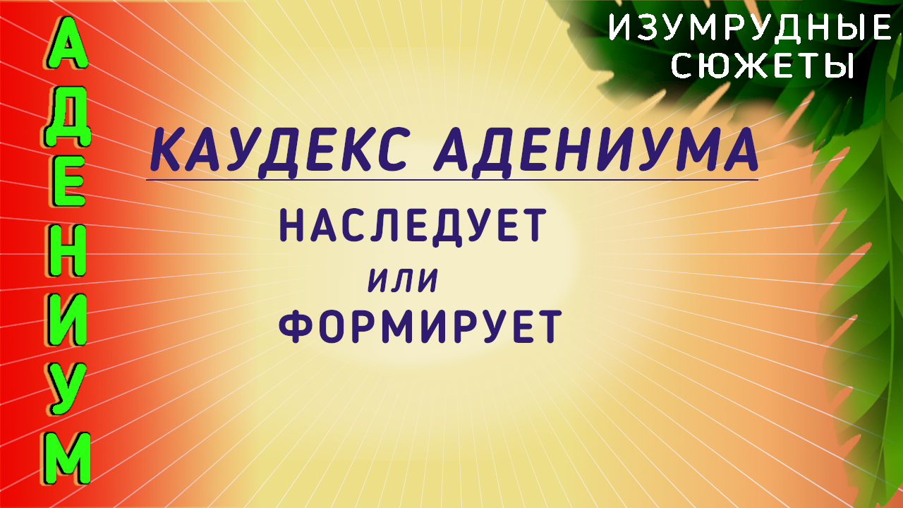 Адениум. Формирование Каудекса Адениума. Наследует Или Формирует. Низкая И Высокая Обрезка Каудекса.