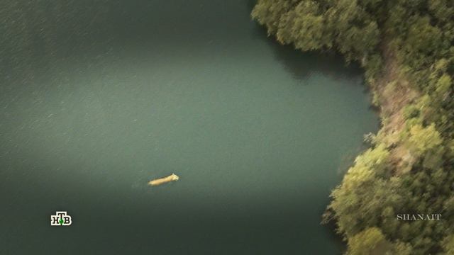 Начало Игры | Тигр