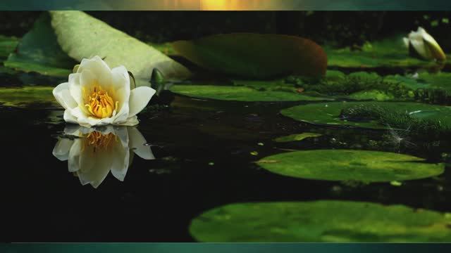 "Река и озеро", Окружающий мир 4 класс ч.1, с.71-76, Планета знаний.mp4