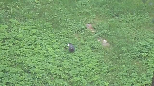 Голубь на поляне 348448 DSCN5648