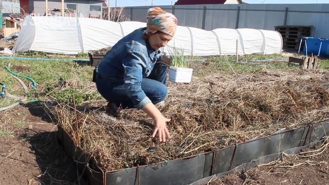 Высадка лука  порея в органическую грядку.