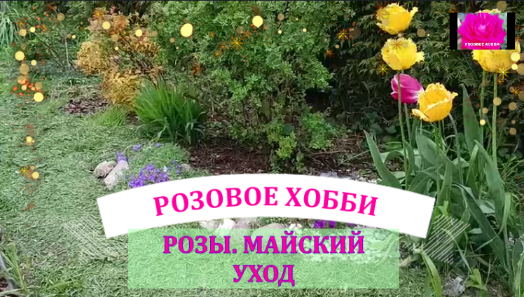 РОЗЫ. МАЙСКИЙ УХОД.