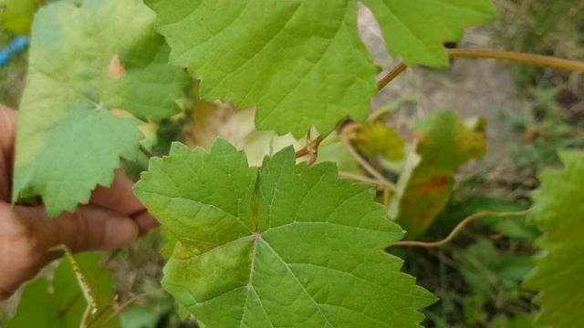 Обработка  винограда от милдью и оидиума в период созревания ягод.