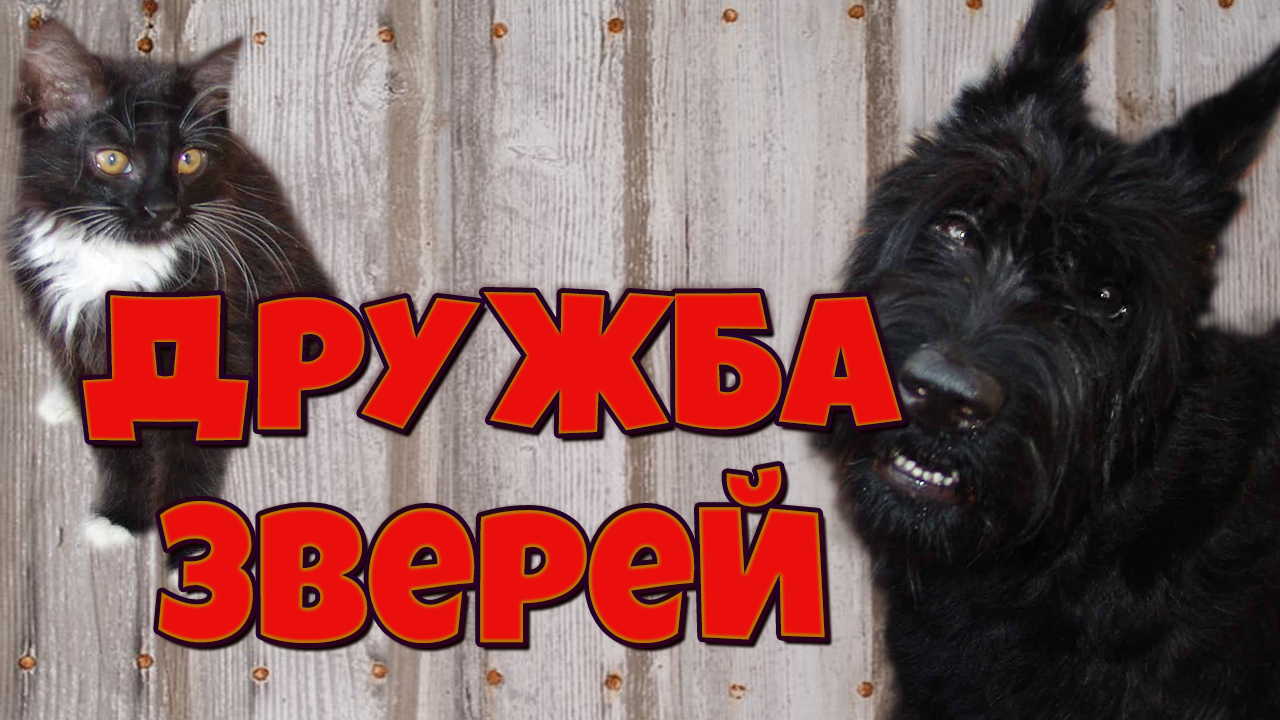 Дружба зверей. Серия 1. Начало дружбы кота Хосэ и ризеншнауцера Тимоши. Мои домашние питомцы.