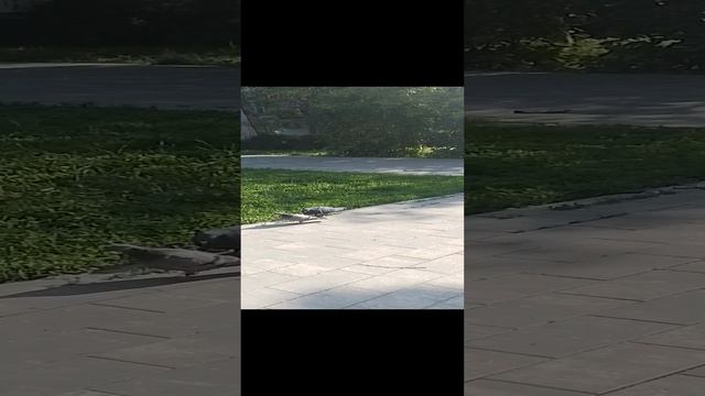 Голубь с голубкой