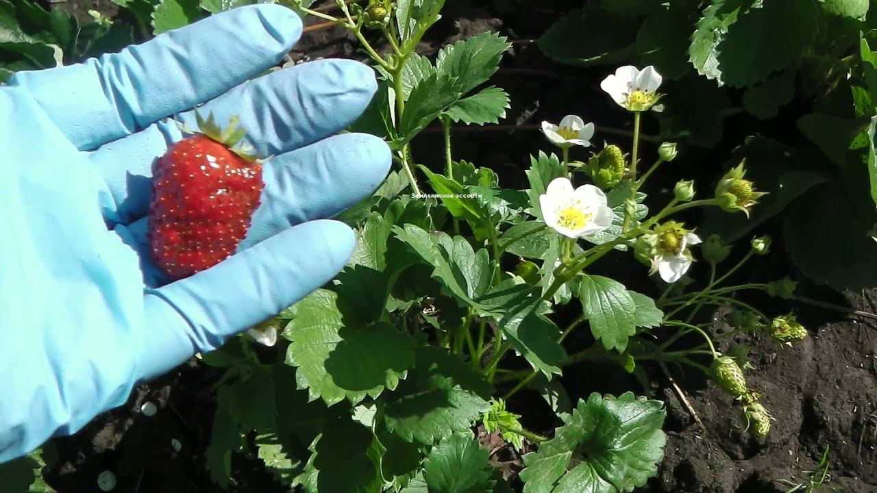 ЧТО ВЫРОСЛО  ИЗ СВОИХ СЕМЯН ЗЕМЛЯНИКИ  И  ИЗ КРАСИВЫХ ПАКЕТИКОВ  ВЫРАЩИВАНИЕ КРУПНОПЛОДНОЙ ЗЕМЛЯНИКИ