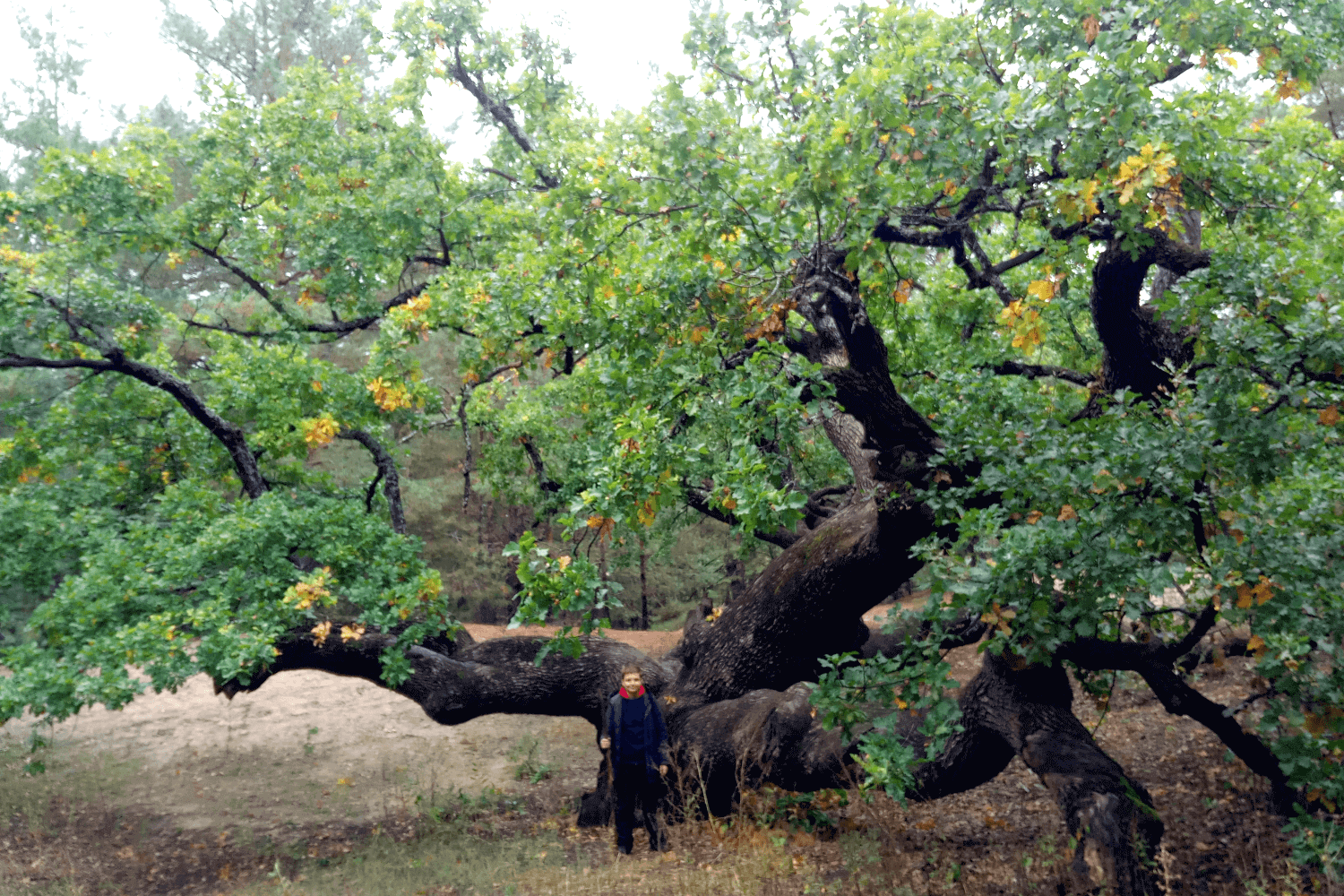 Невероятно огромный дуб в лесу! (Huge oak tree)