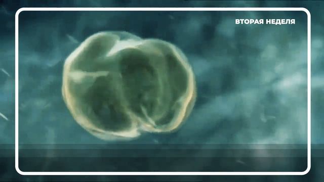 Развитие плода. 1 - 4 неделя беременности