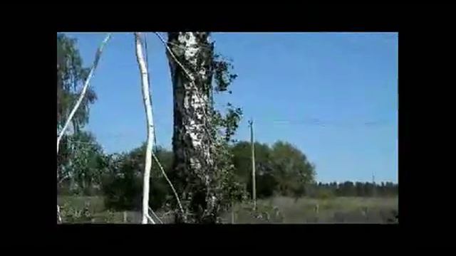 Все видео_Обрезка берёзы.mp4