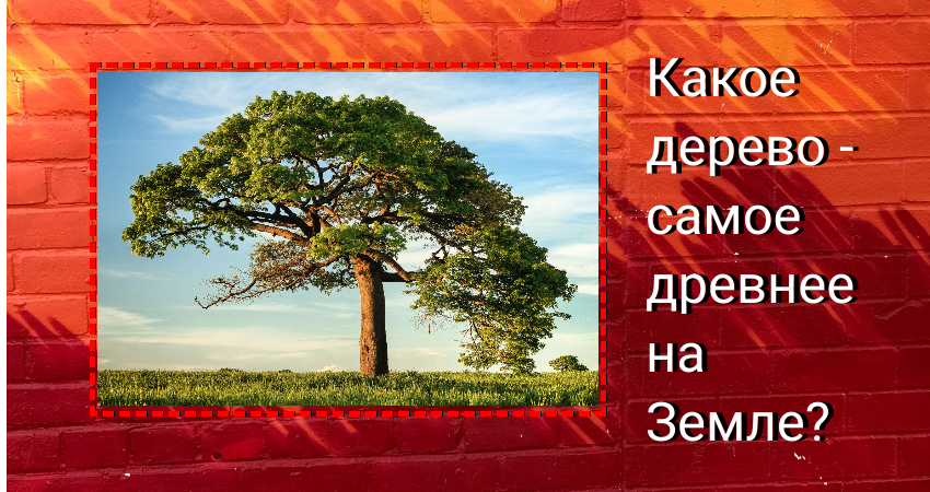 Какое дерево - самое древнее на Земле?