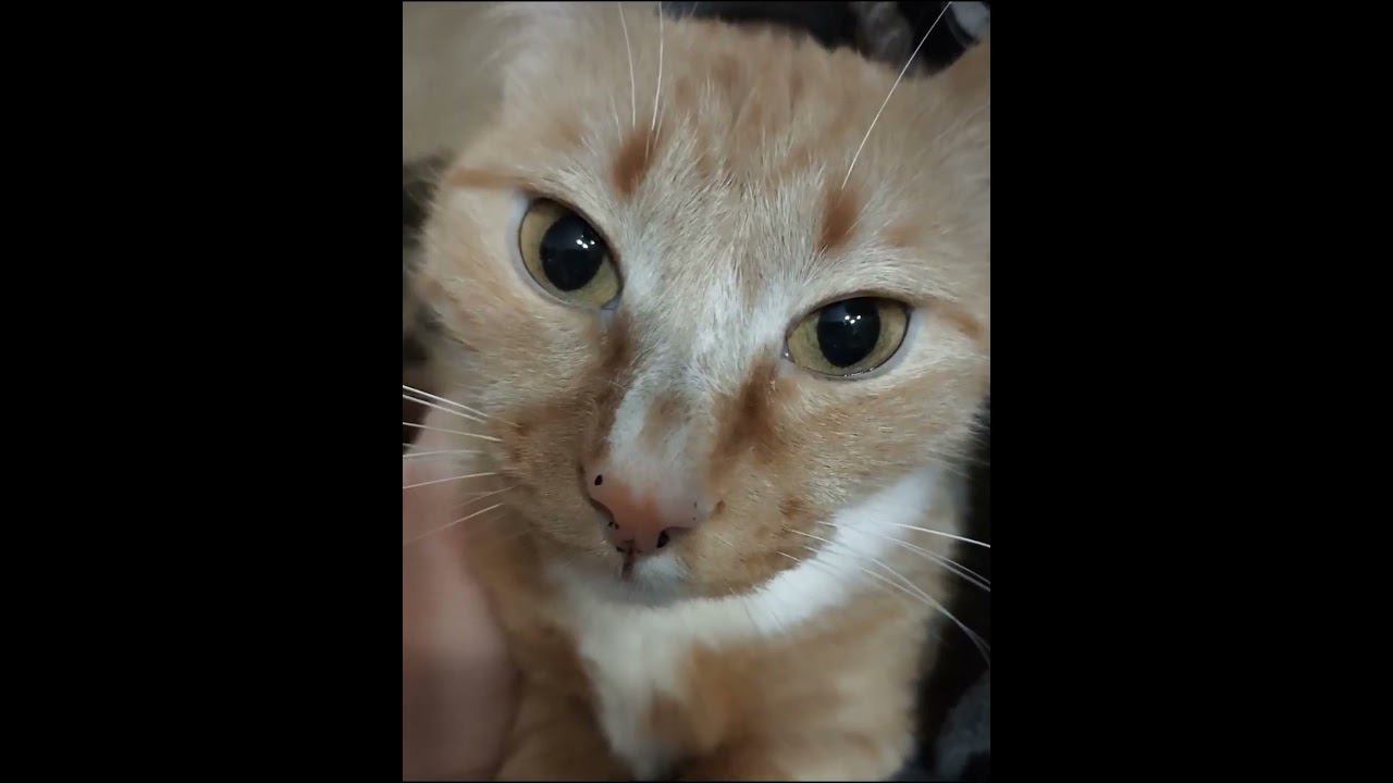 Котик ТВ Подборка фото 7 серия