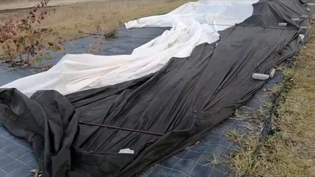 Ураган снес укрытие ежевики.