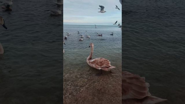 Феодосия: Чистейшее зимнее море и лебеди