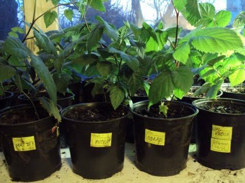 Саженцы ежевики и малины