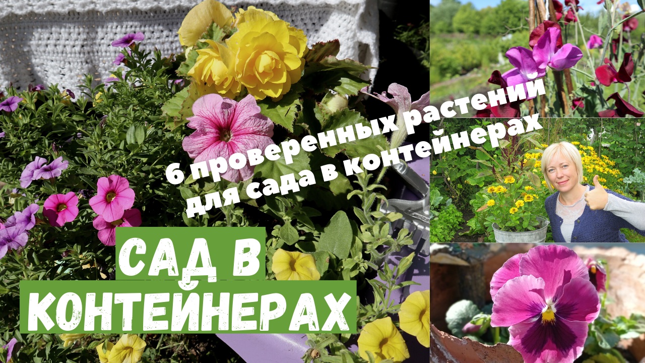 6 цветущих растений для сада в контейнерах / Огород в контейнерах