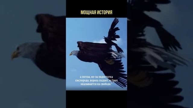 ?Мотивация - Сильные слова, мощная история??