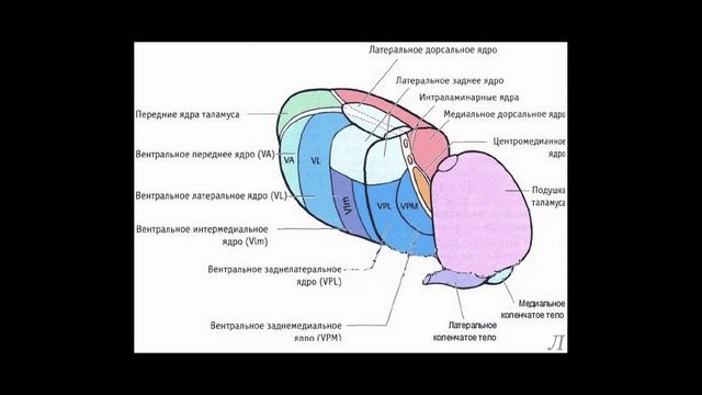 7.4 Эволюция. Таламус