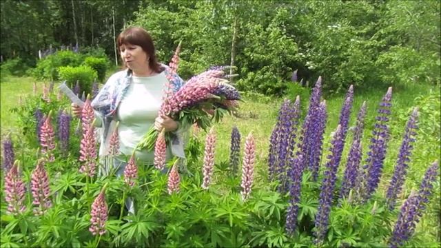 Юдит Бенье. Родная страна. Перевод Галины Этэгэн. Юдит Бенье любила писать стихи о лете.