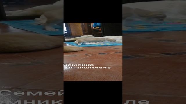 Мама, папа и детки