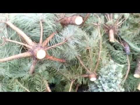 ГДЕ ВЗЯТЬ ХВОЙНЫЙ ОПАД БЕЗ ЗАТРАТ