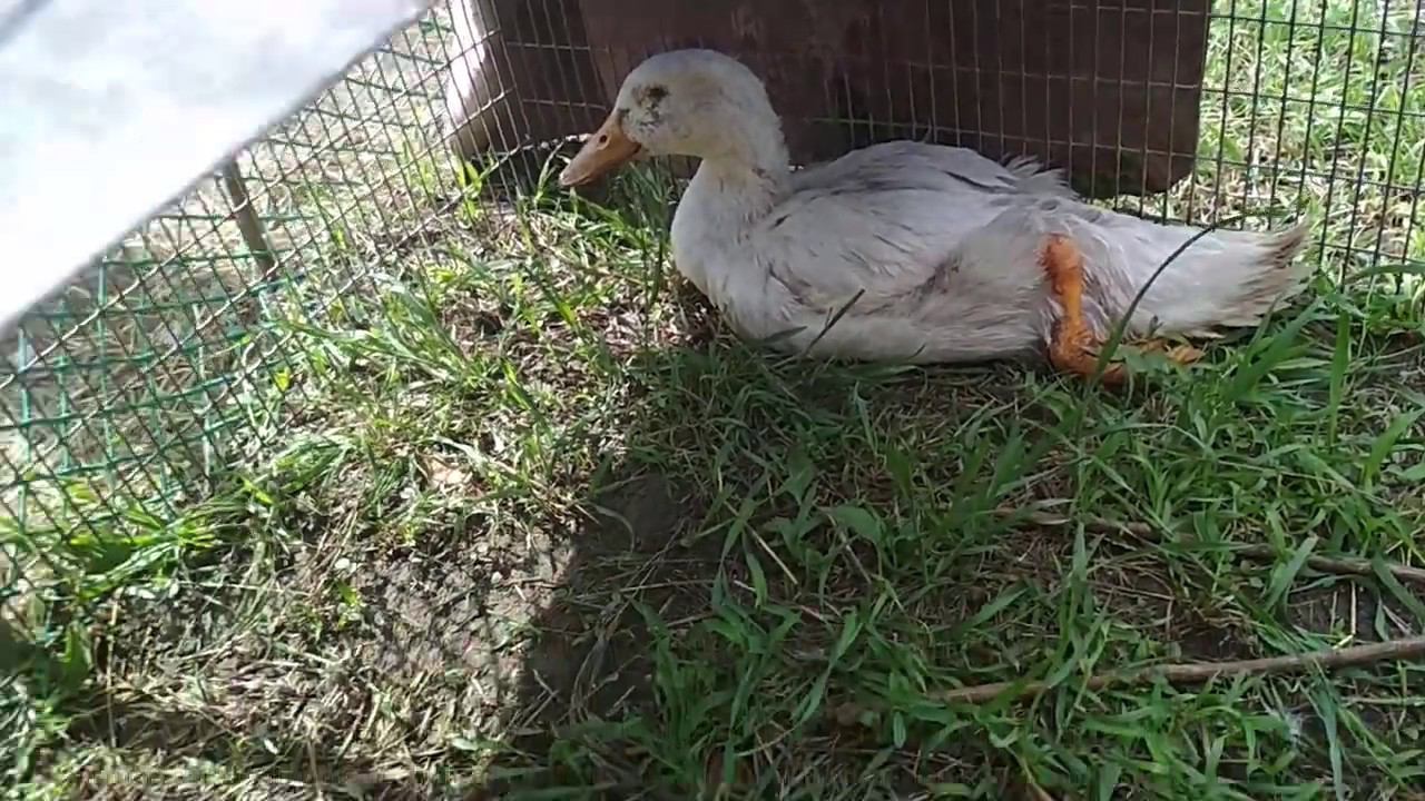 Второй день лечим лапы утке